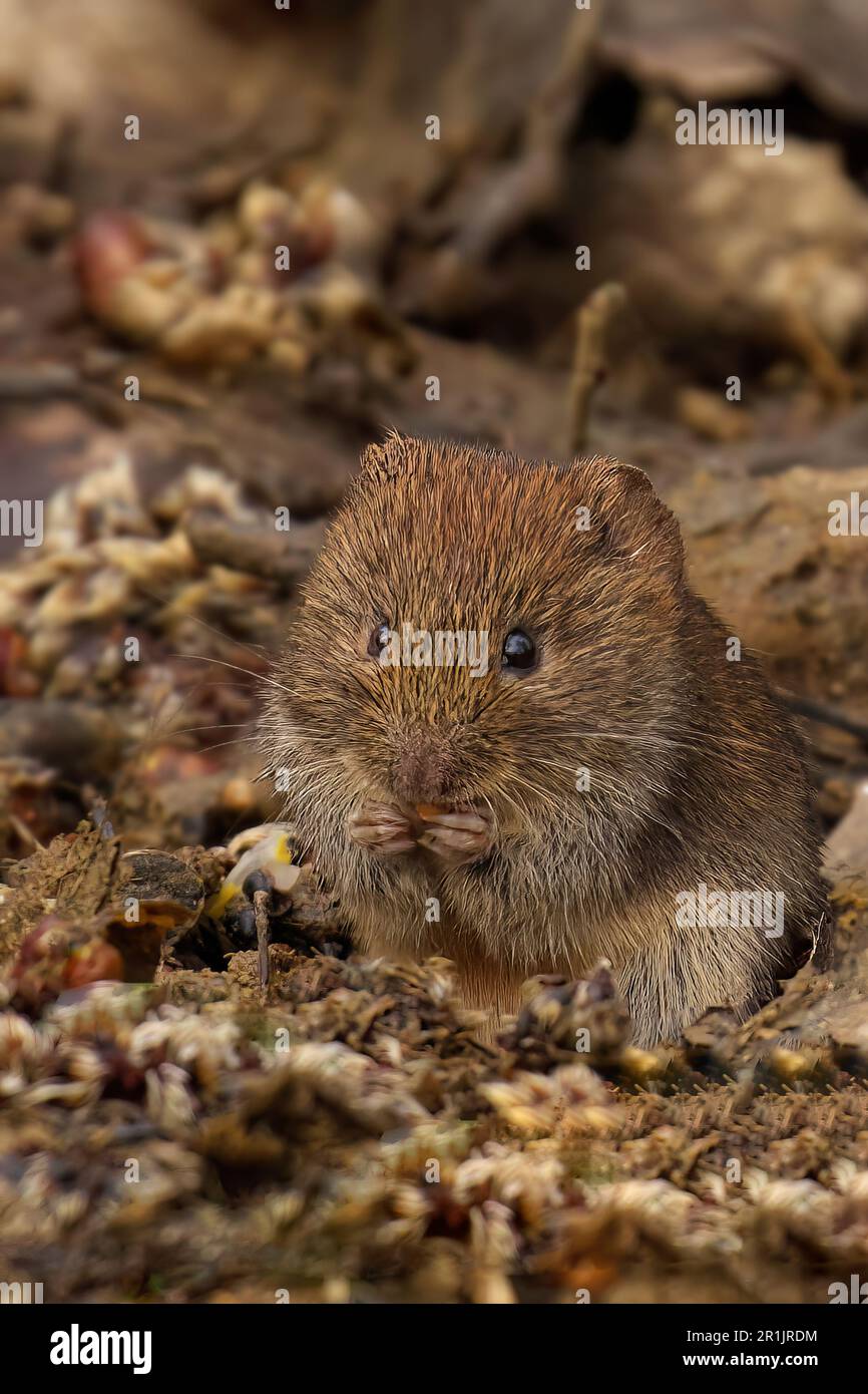 A brown Bank Vole on a pile of dry leaves and debris, eating snack ...