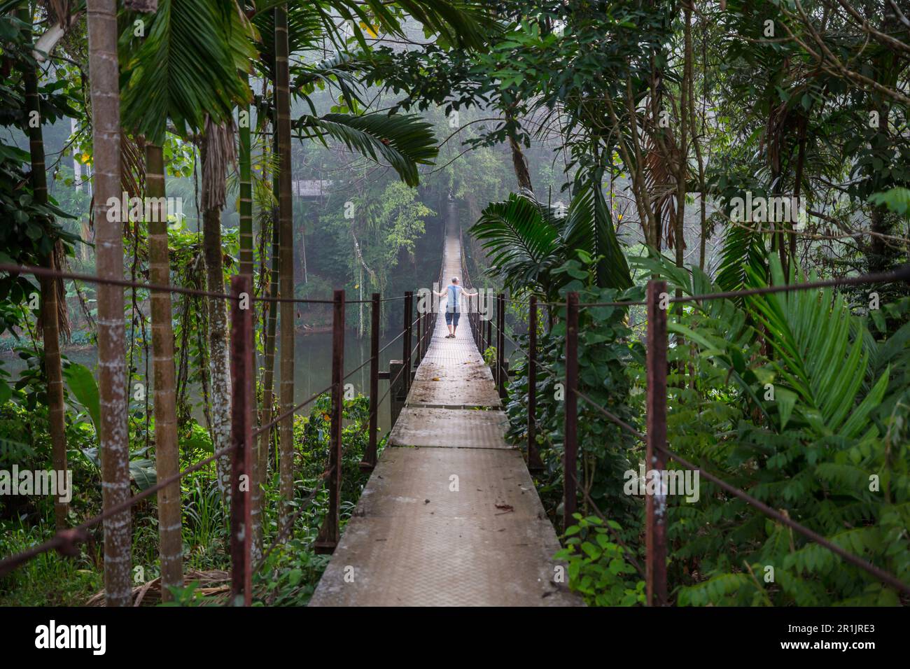 Suspension bridge in jungle, Sri Lanka Stock Photo - Alamy