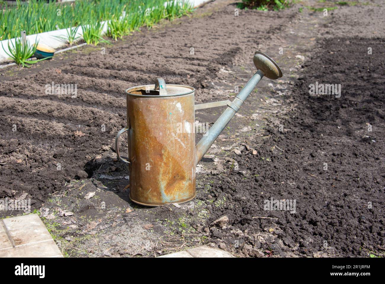 An old rusty watering can is used to water the plants in the garden ...