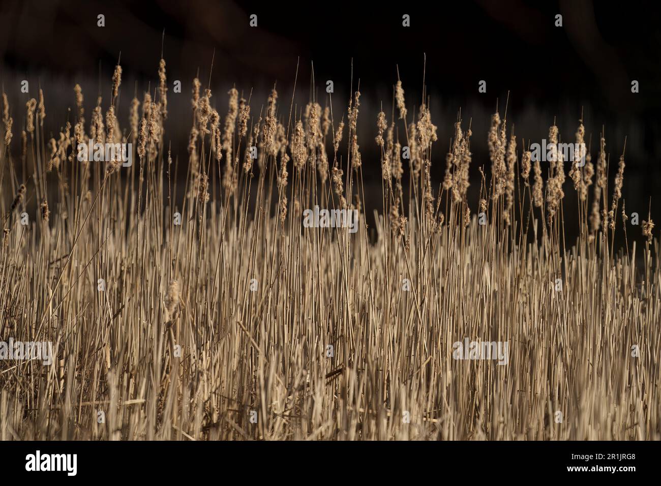 A vast open field with tall brown bull rush growing in the dry terrain ...