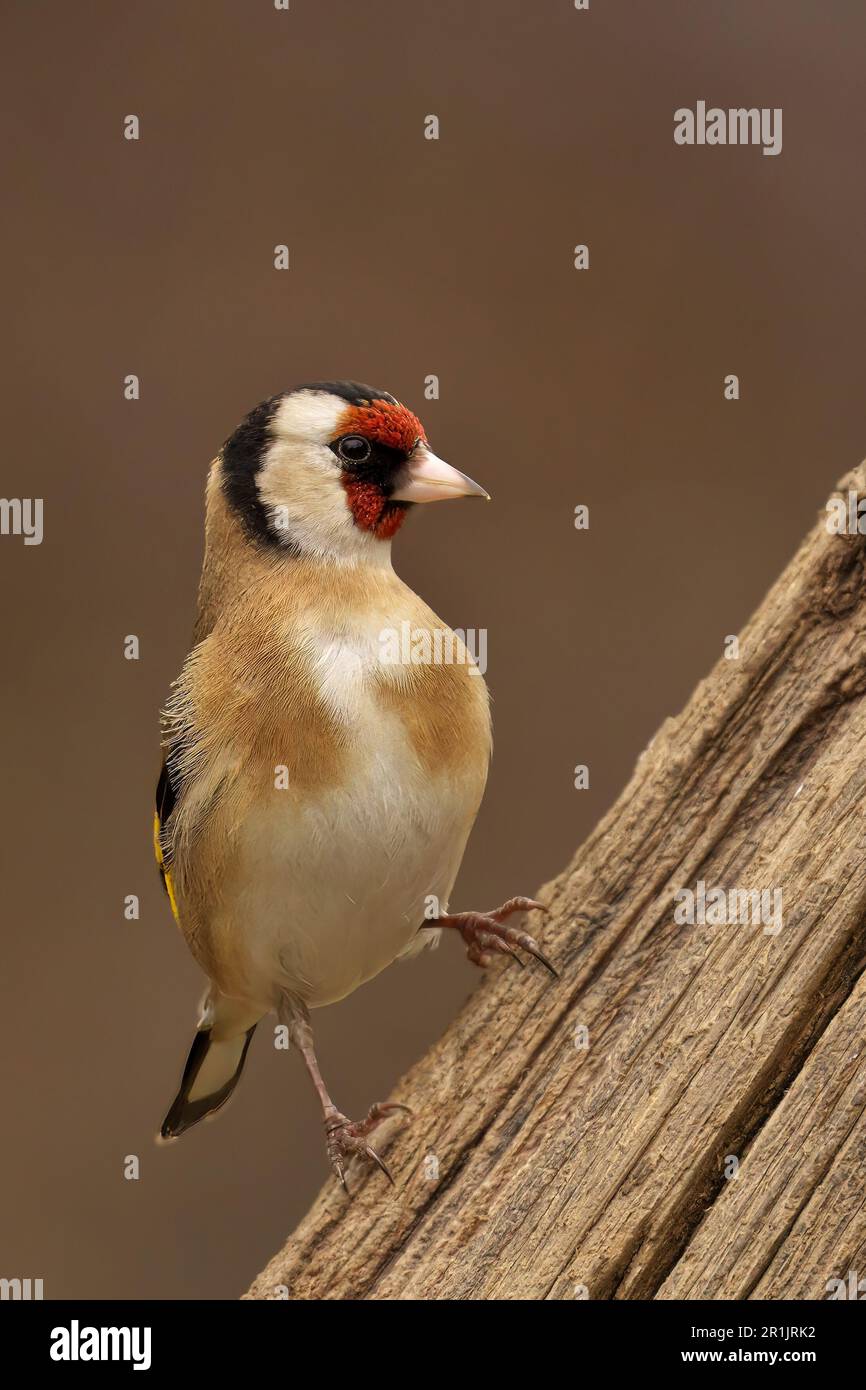 A cheerful, small Goldfinch with distinctive red and yellow beak ...
