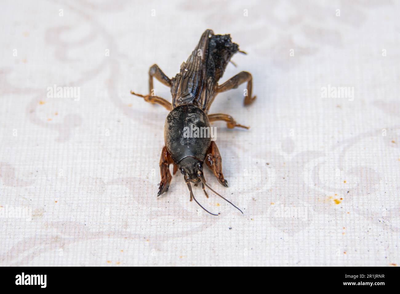 Insect Medvedka garden pest of root crops. Bears lat. Gryllotalpa is a ...