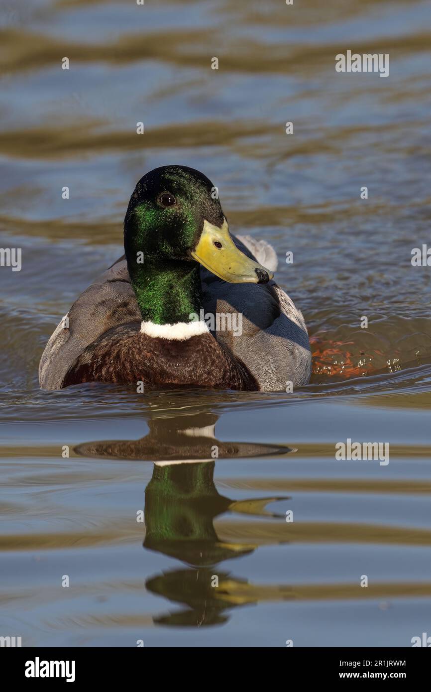 A mallard duck glides through body of water, its head turned to the ...