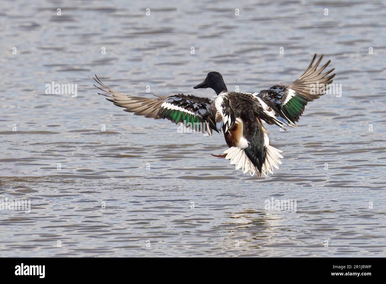 A Northern Shoveler in mid-flight, with wings spread wide as it ...