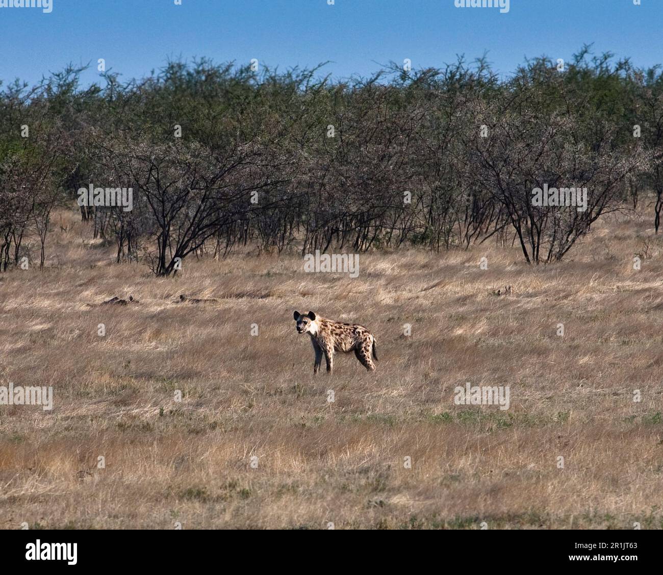 Spotted Hyena (Crocuta crocuta), Namibia Nov 2006 Stock Photo - Alamy