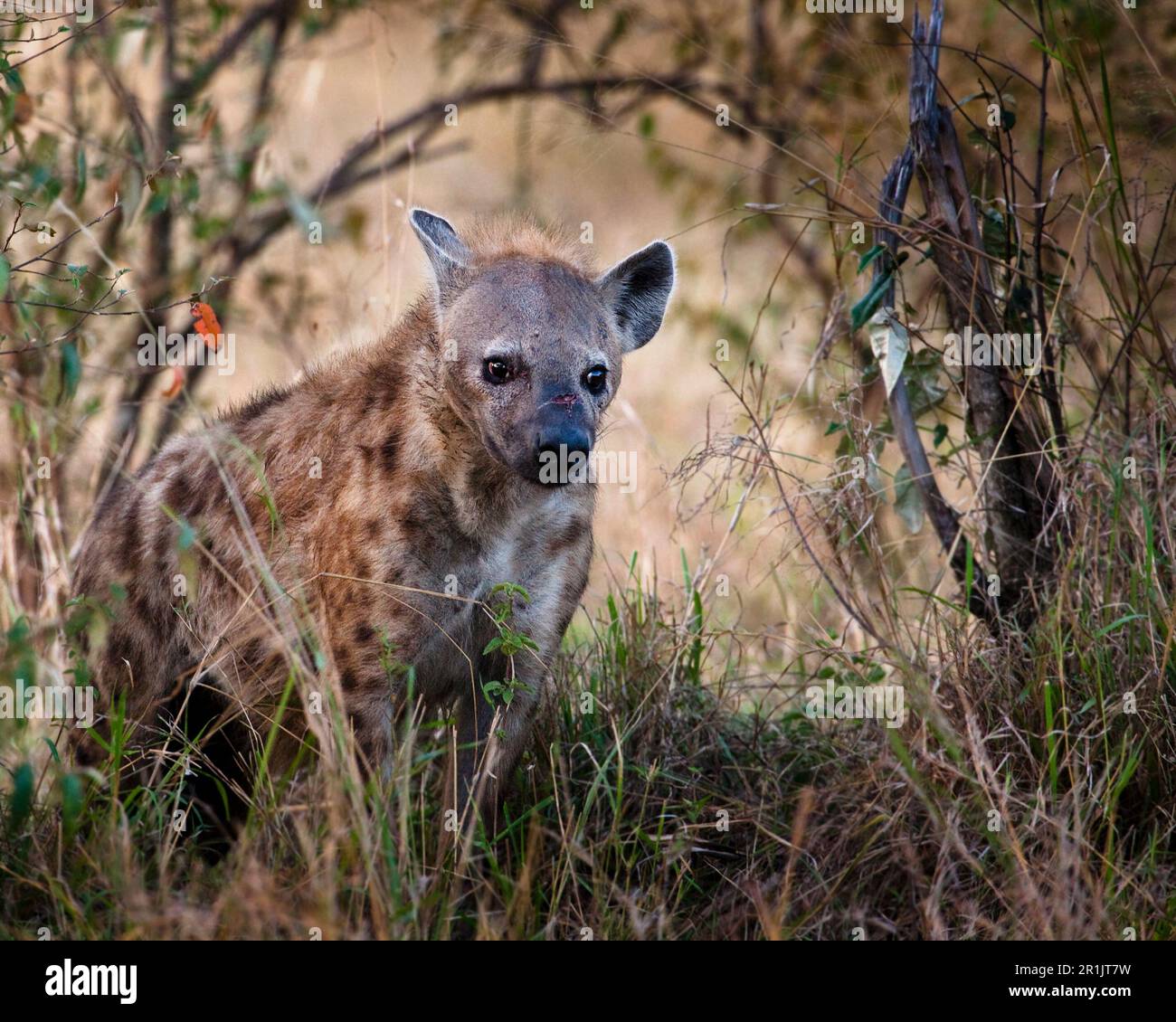 Spotted Hyena (Crocuta crocuta), Masai Mara, Kenya, Sept 2007 Stock ...