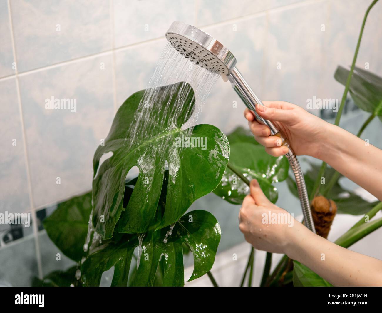 Washing leaf monstera from dust under shower in bathroom. Urban jungle ...