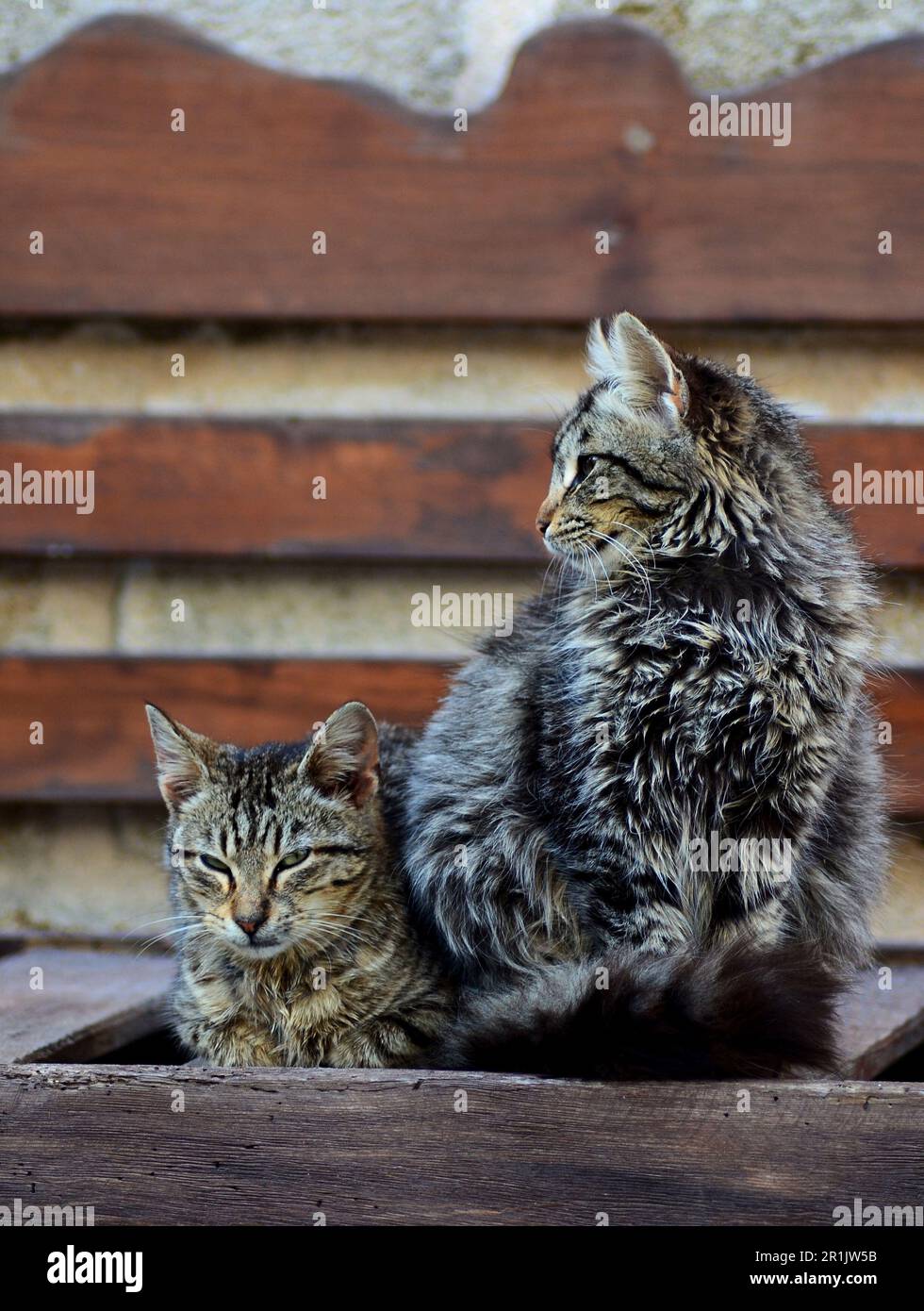 One cat is sitting, the other cat is lying on a bench made of wooden ...