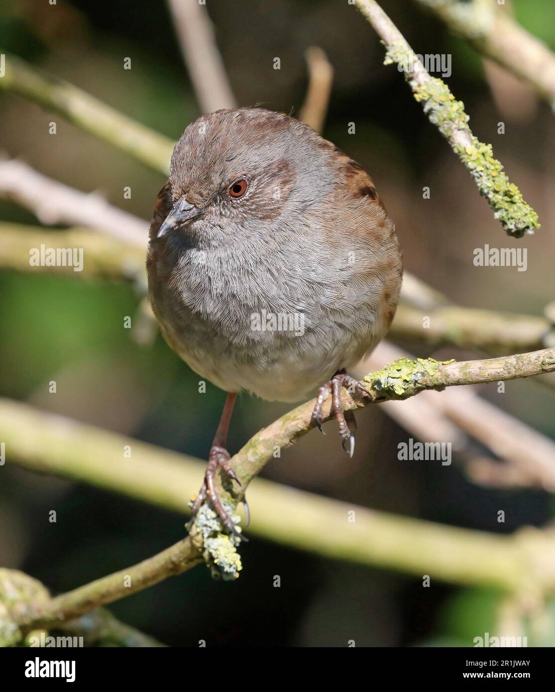 A Dunnock (Prunella Modularis), also known as the Hedge Sparrow Stock Photo - Alamy