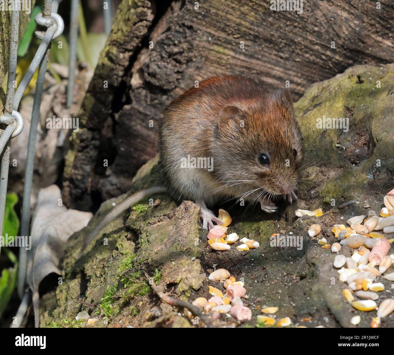A Bank Vole (Myodes Glareolus Stock Photo - Alamy