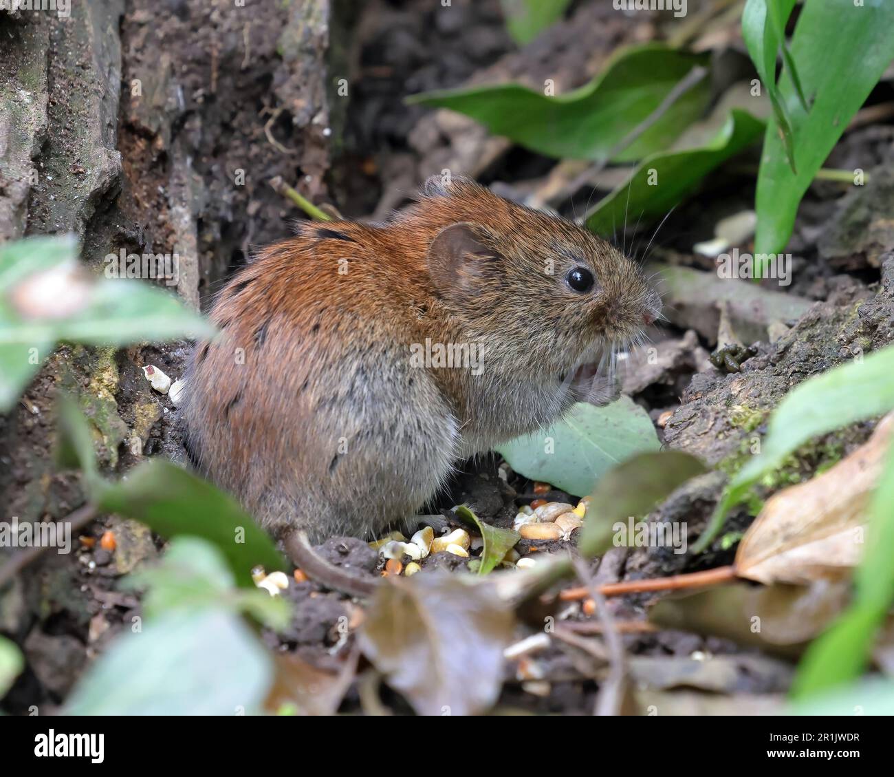 A Bank Vole (Myodes Glareolus Stock Photo - Alamy