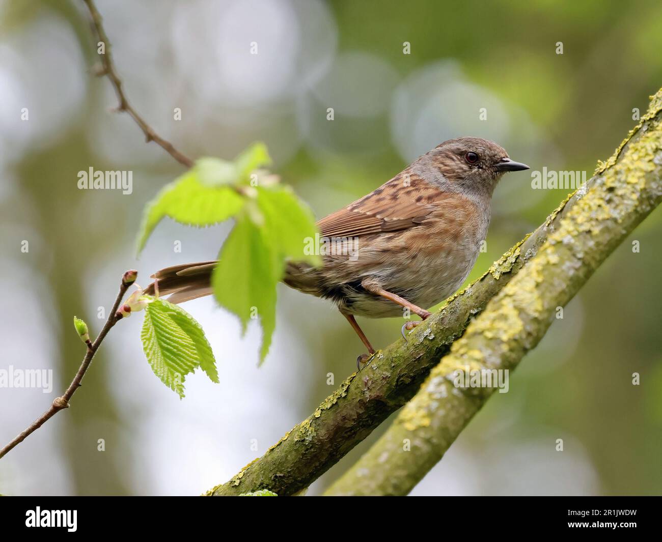 A Dunnock (Prunella Modularis), also known as the Hedge Sparrow Stock Photo - Alamy