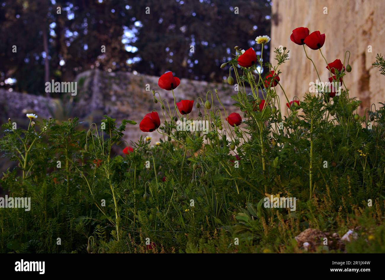 Medieval herb garden hi-res stock photography and images - Alamy
