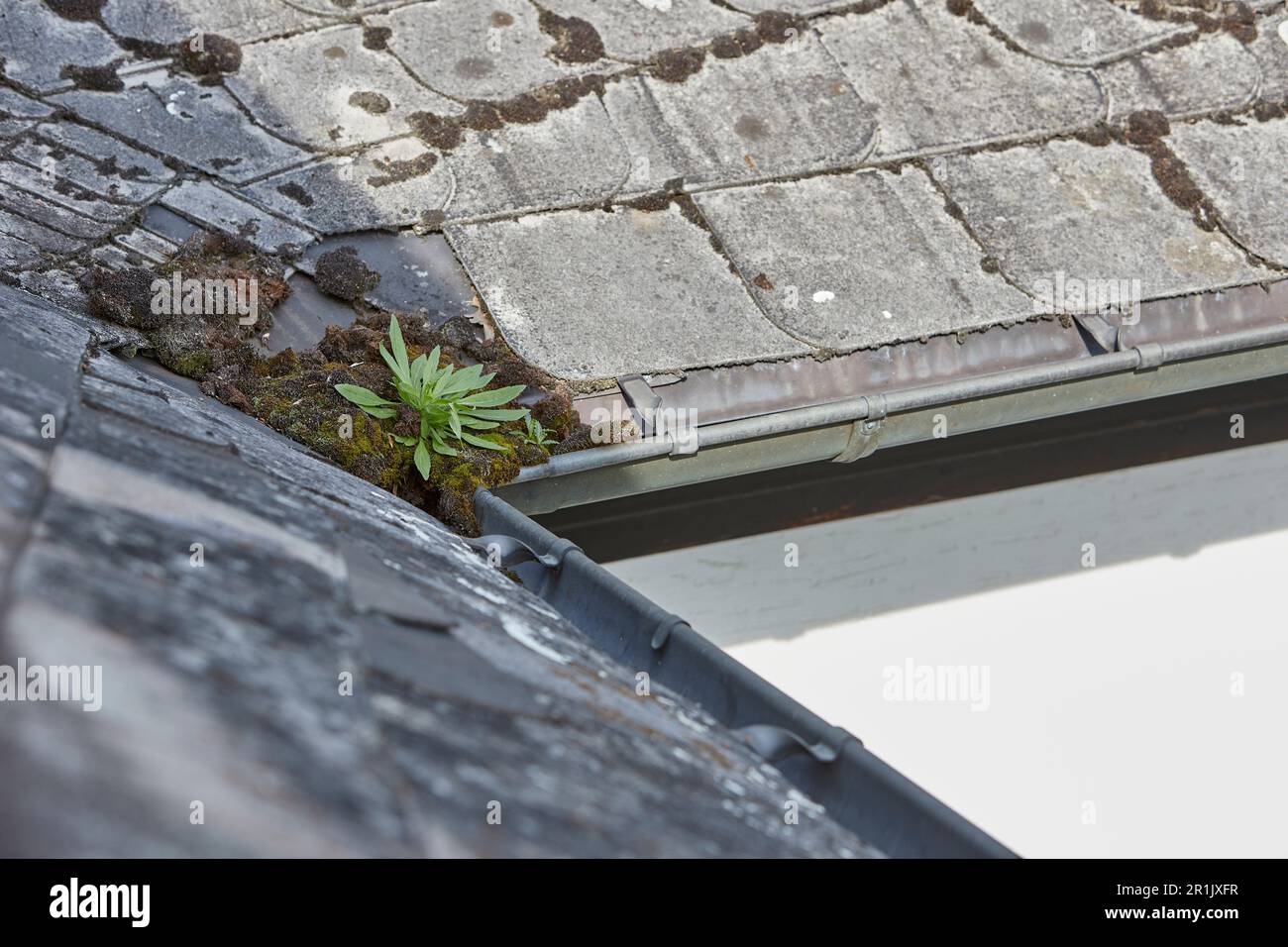 dirty gutter with moss and a small plant. old slate roof Stock Photo ...