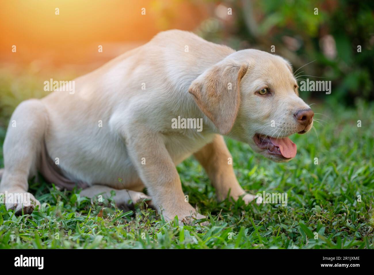 Labrador puppy in playing jumping hunting pose on sunny grass ...