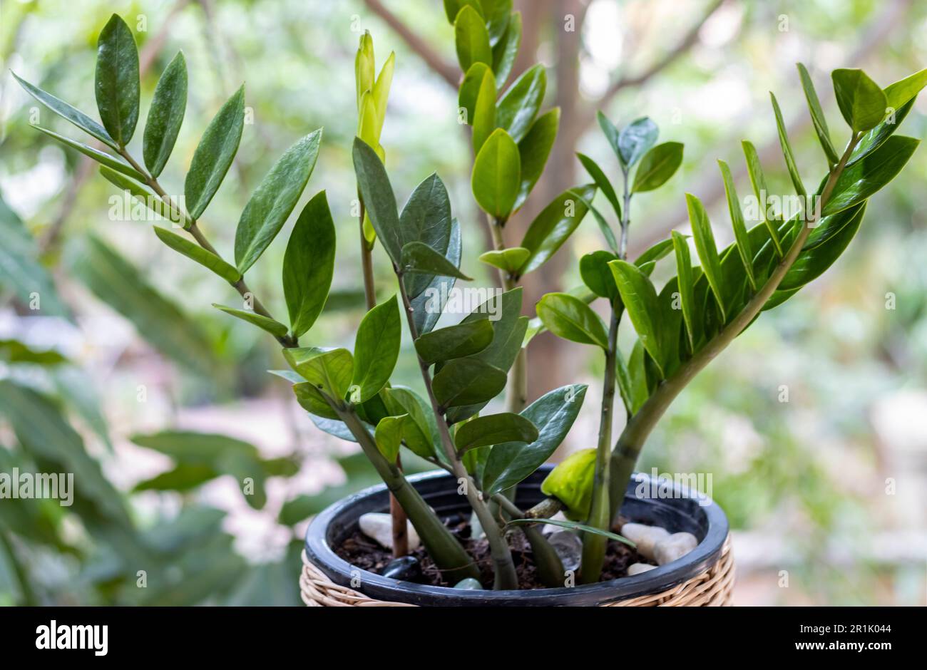 Zz plant in pot hi-res stock photography and images - Alamy