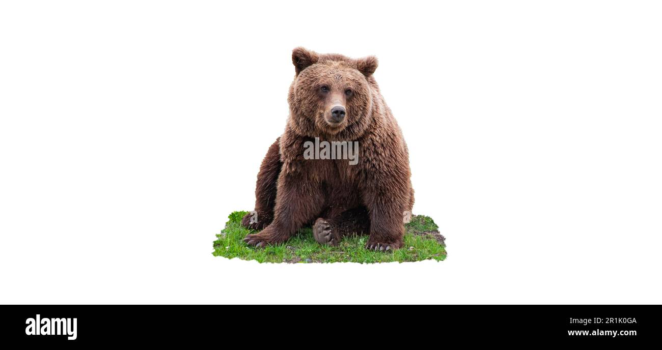 Big brown bear sitting on grass isolated on white background Stock ...