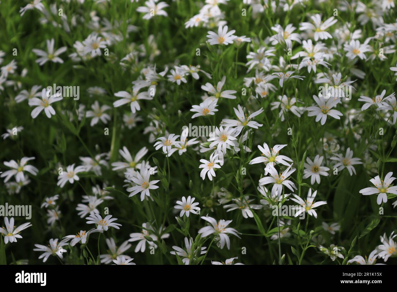 Chickweed lanceolate hi-res stock photography and images - Alamy