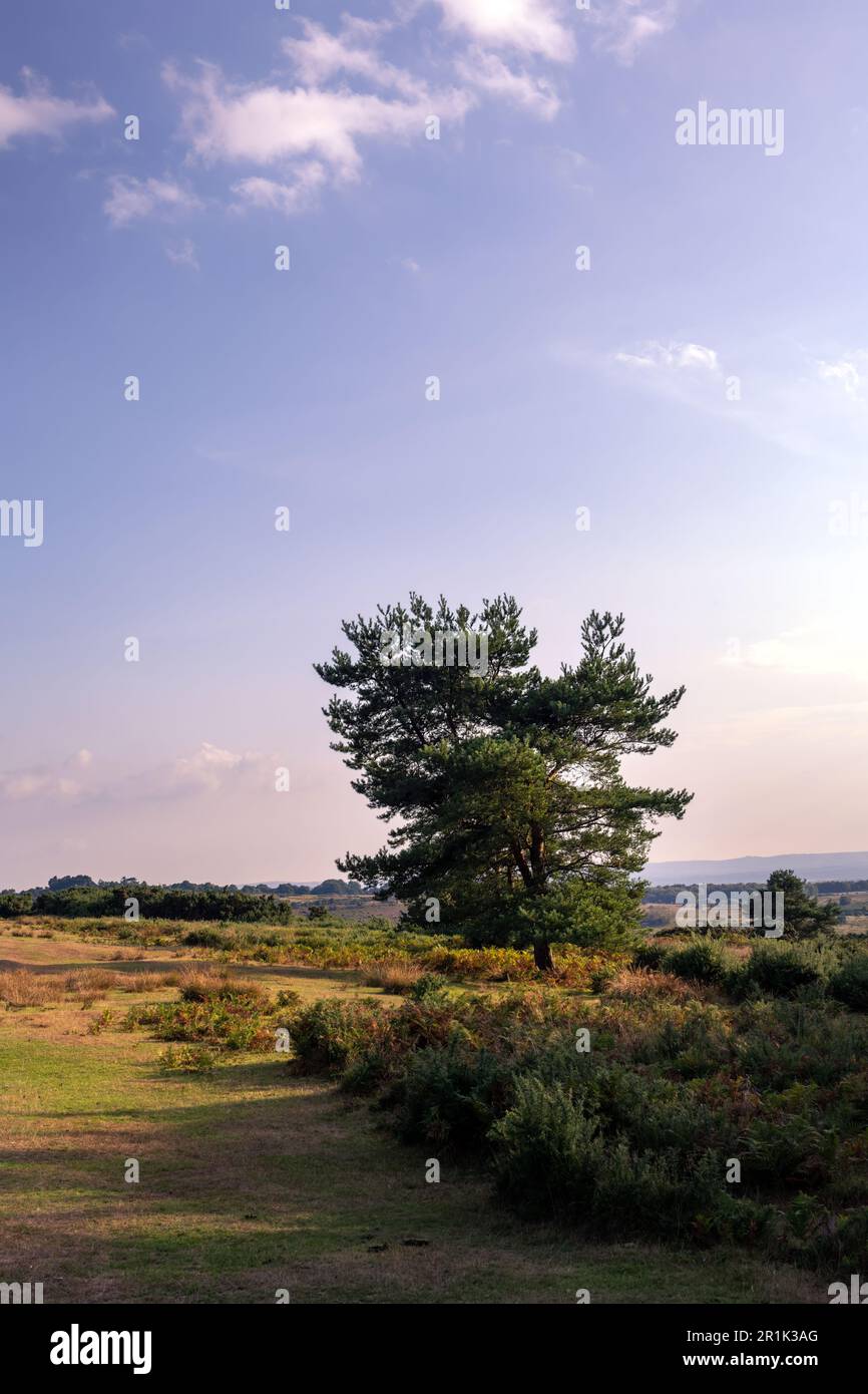 Pinus sylvestris scots pine tree hi-res stock photography and images ...