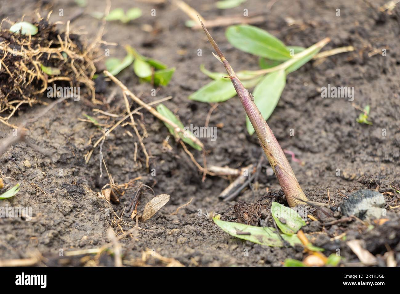 sprout of Bamboo growing in the ground in the garden Stock Photo - Alamy