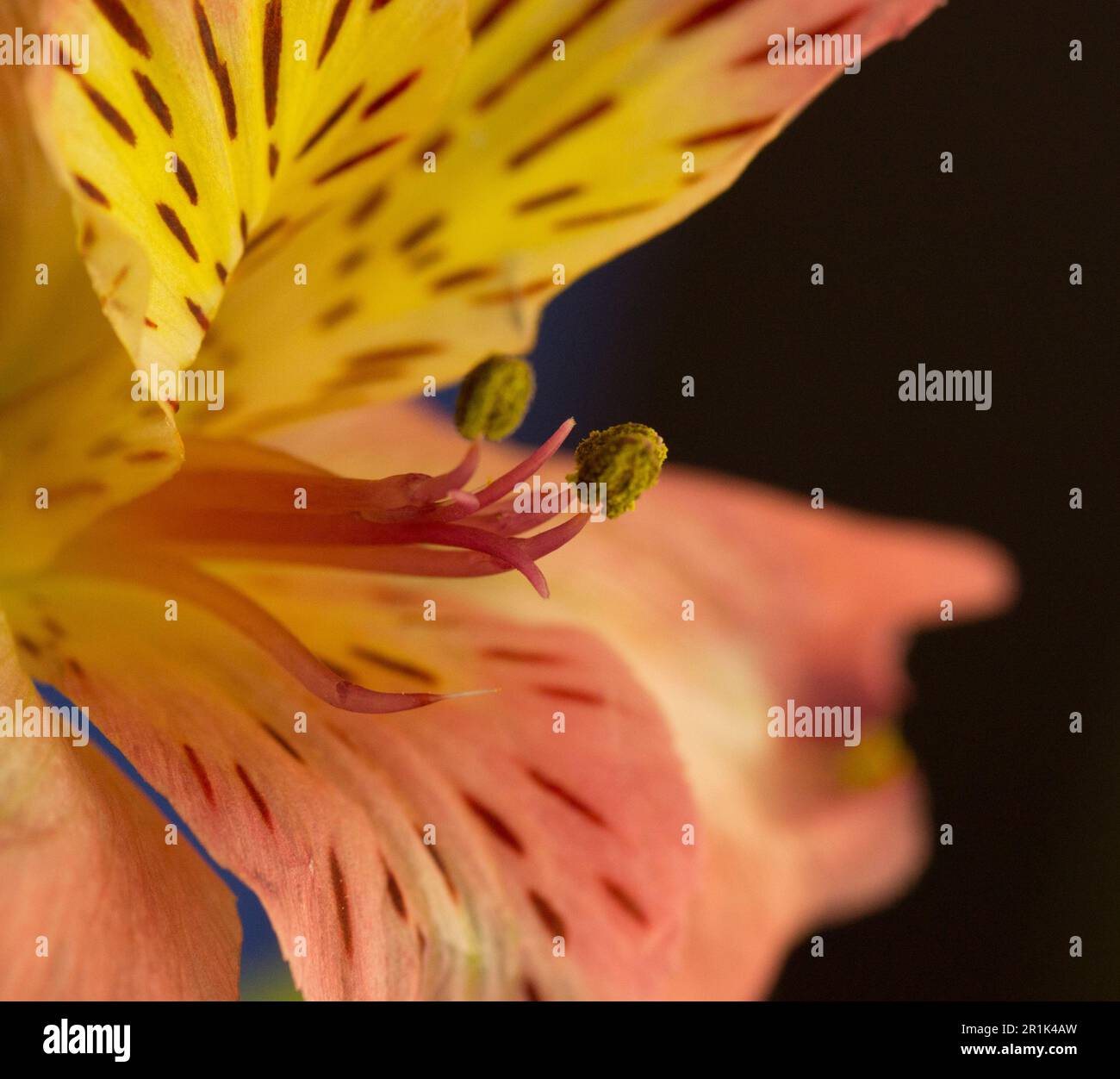 Spring Flowers Macro Stock Photo - Alamy