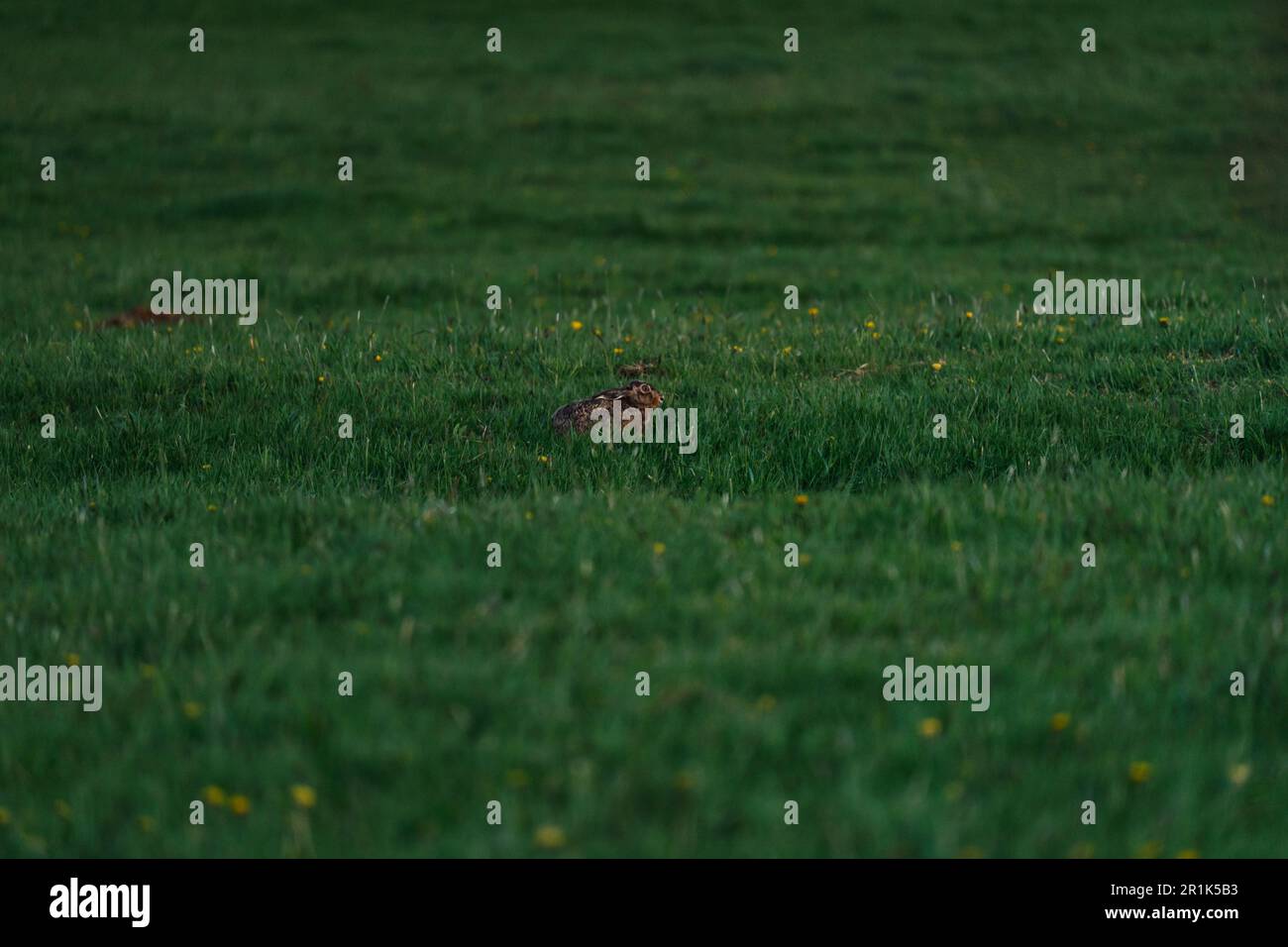 Rabbit sitting on a field during dusk Stock Photo - Alamy