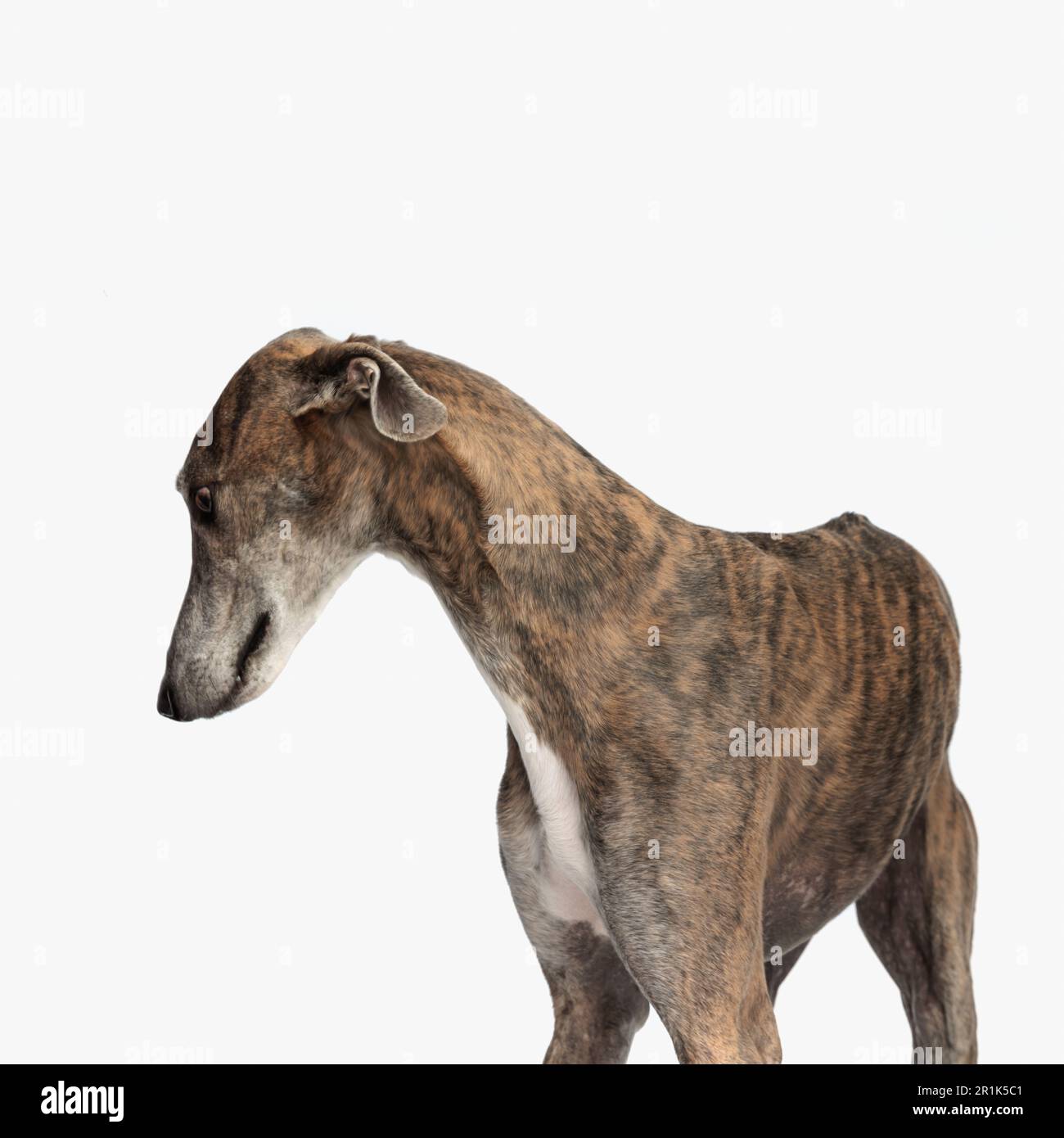 sweet english hound dog looking down side and being curious while ...