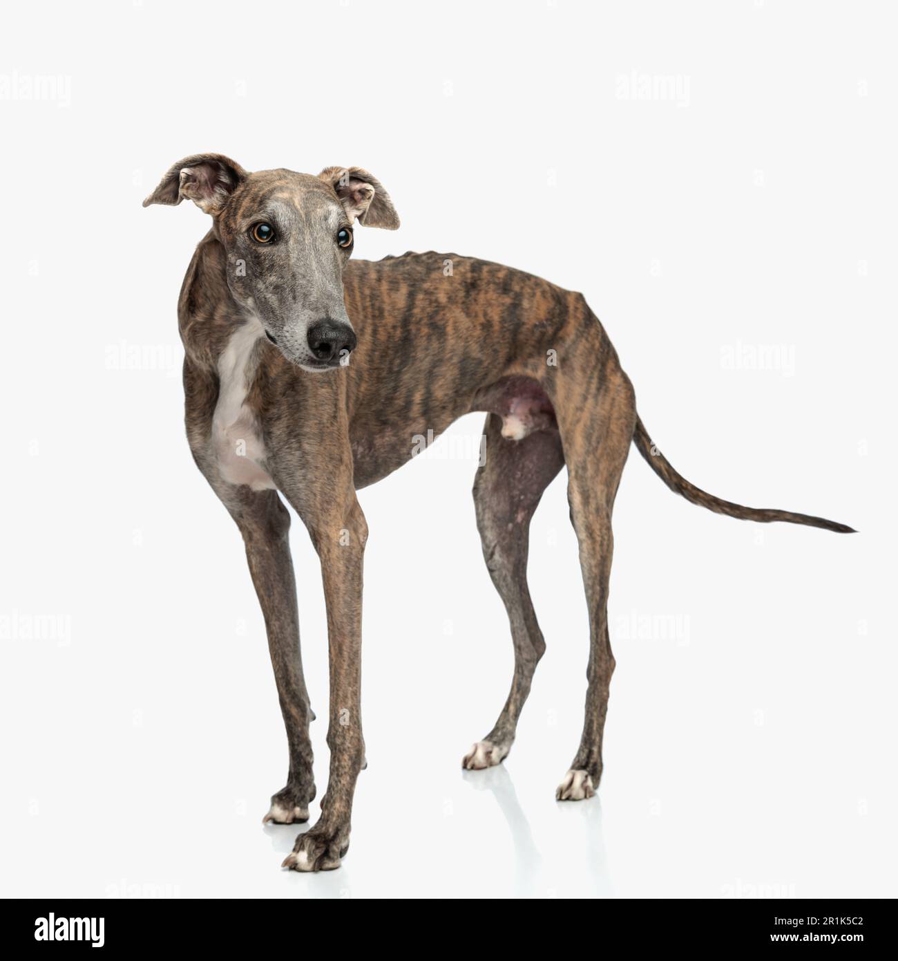 curious greyhound dog opening ears, looking away and being on guard ...