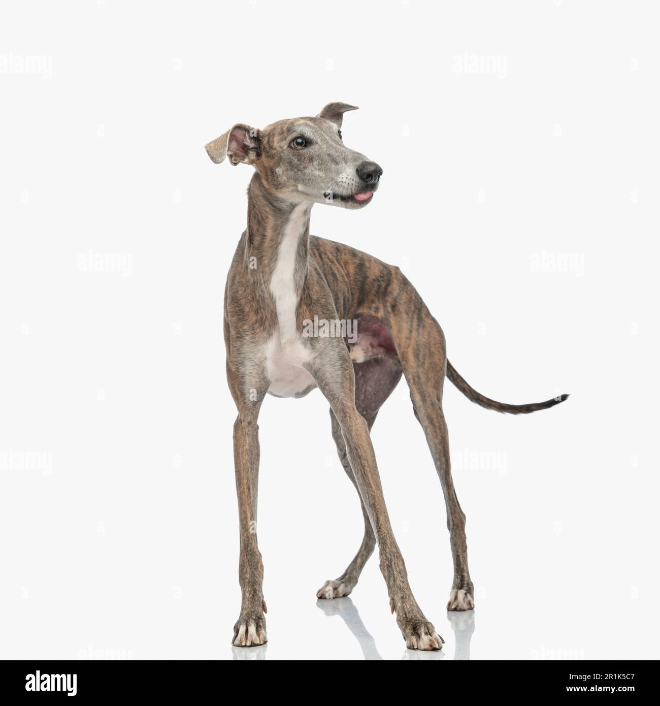 curious skinny greyhound dog looking to side, sticking out tongue and ...