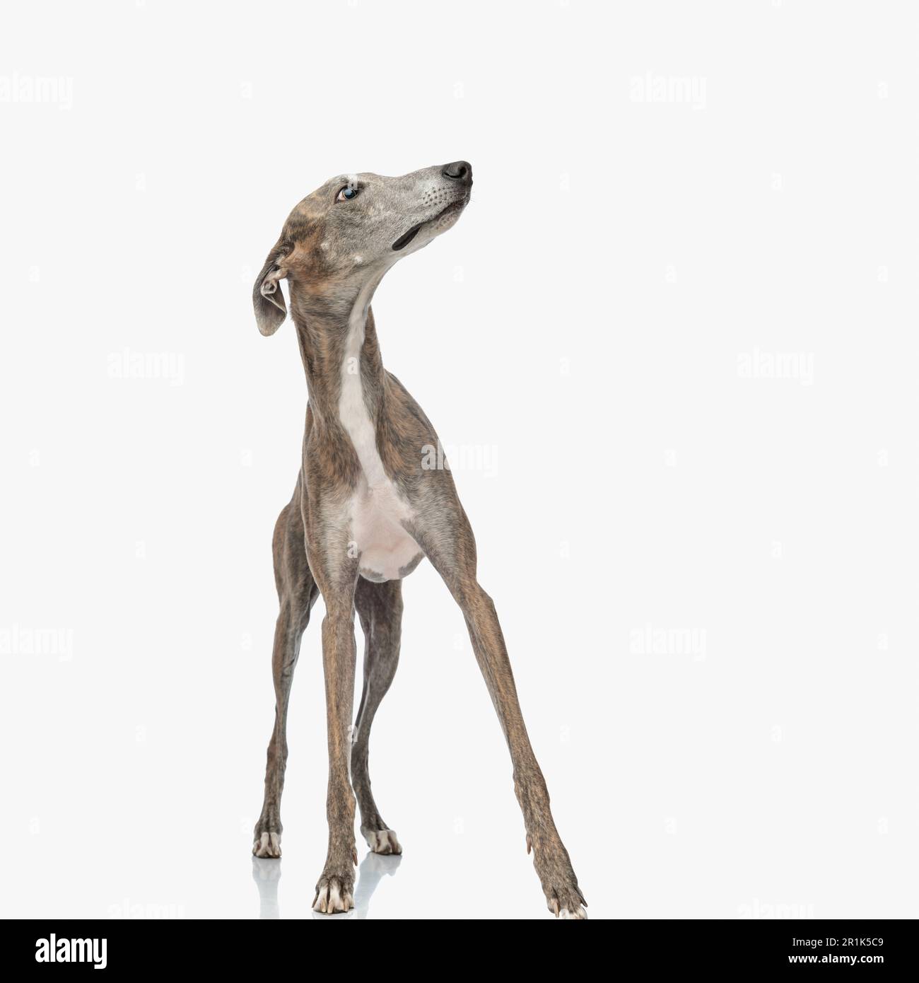 Thin long legs hi-res stock photography and images - Alamy
