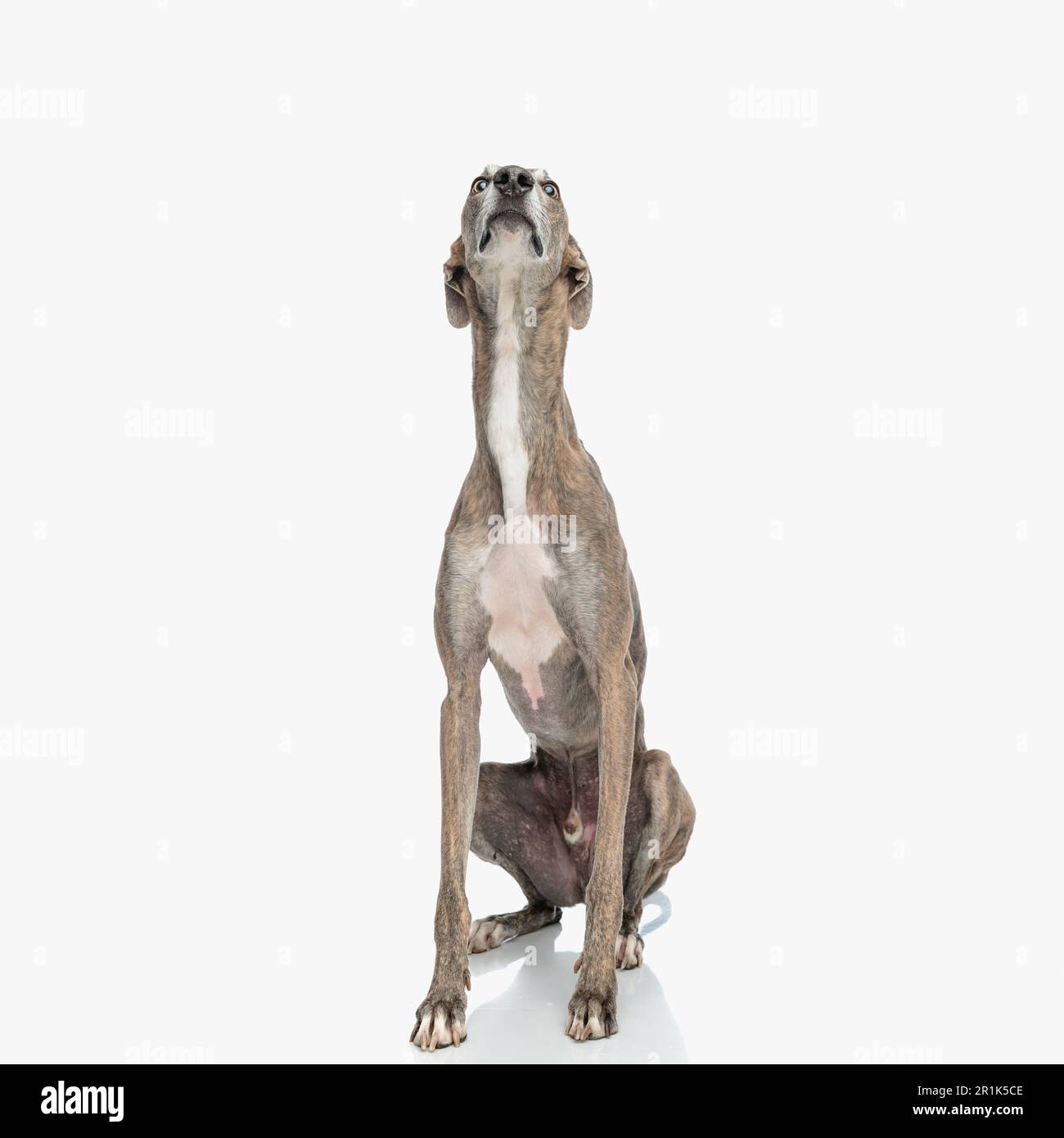 adorable greyhound puppy with long legs looking up in an eager way in ...