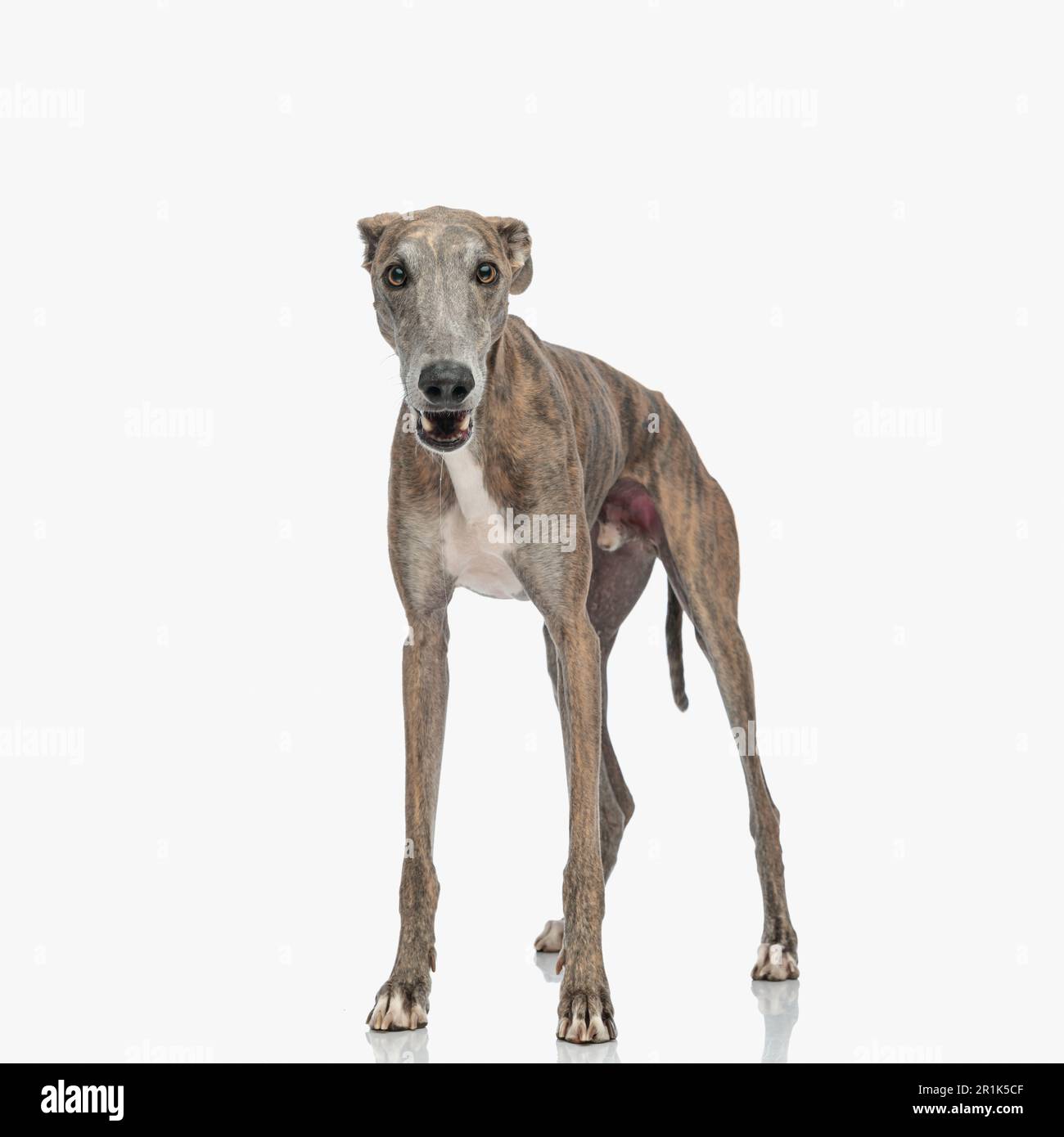 cute thin english greyhound dog opening mouth and barking, being on ...