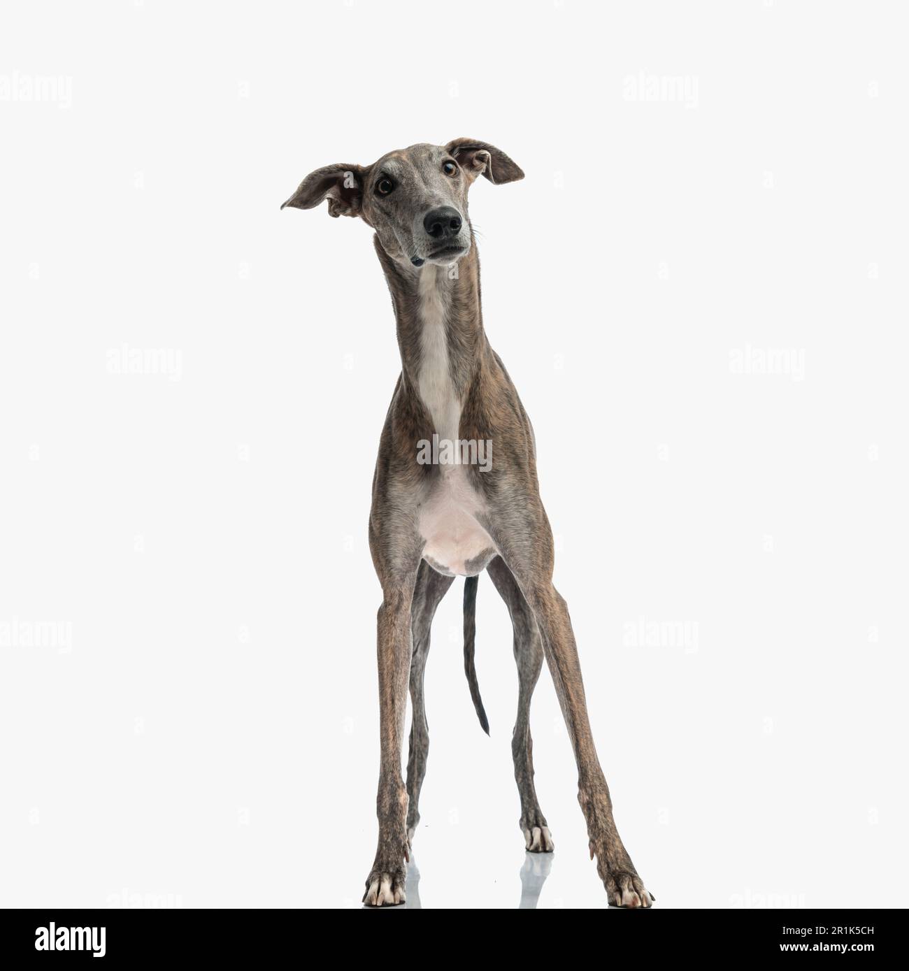 surprised english greyhound puppy with long legs looking away and being ...