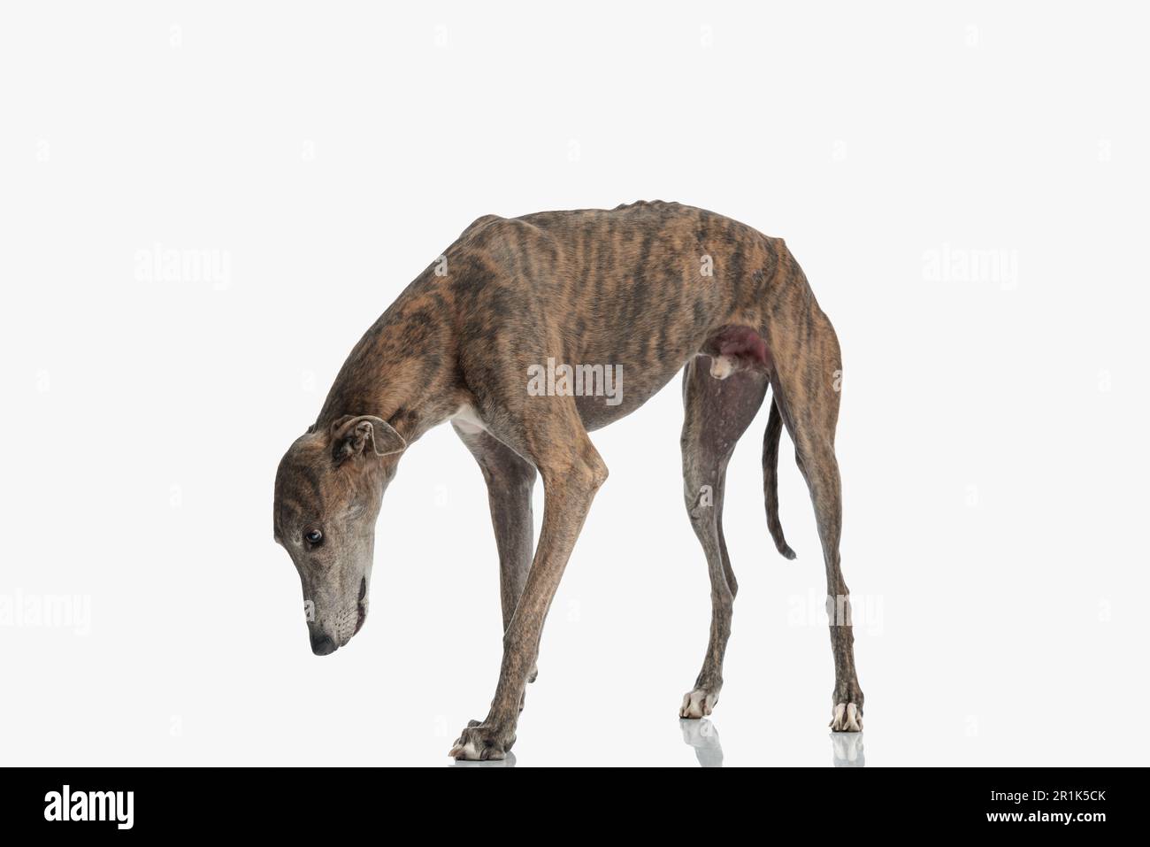 curious english greyhound dog looking down and searching while walking ...