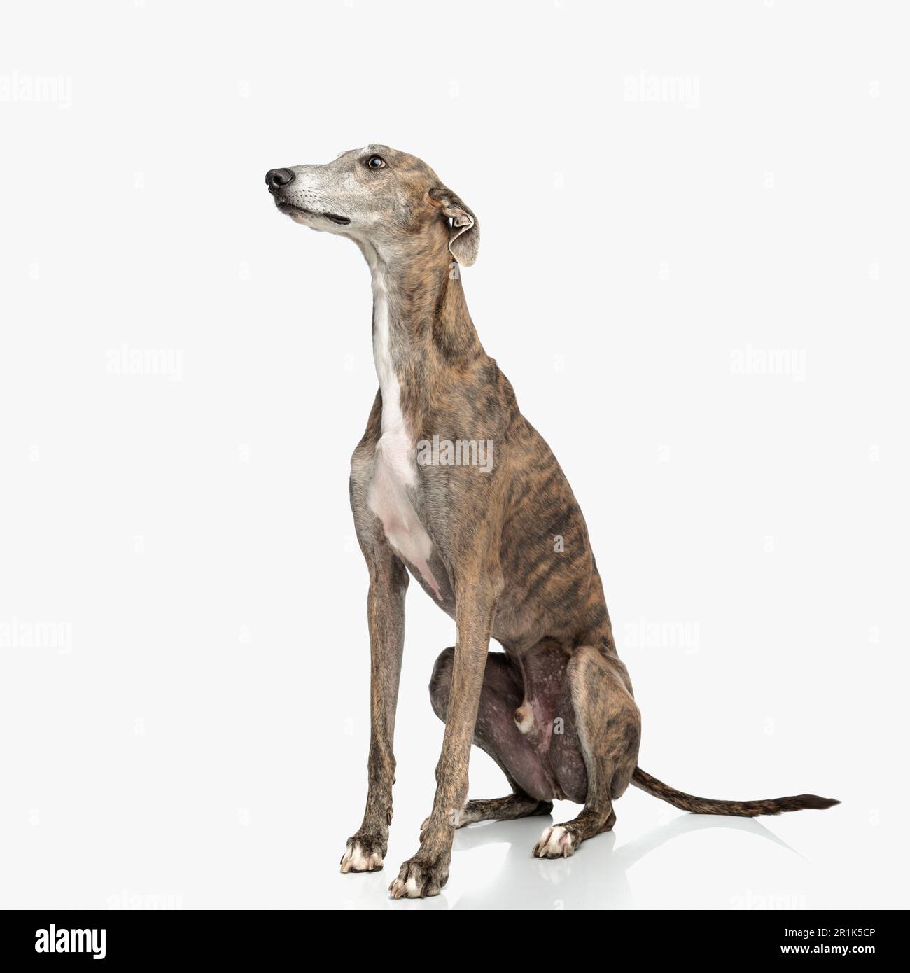 side view of cute english hound dog with thin legs looking up side and ...