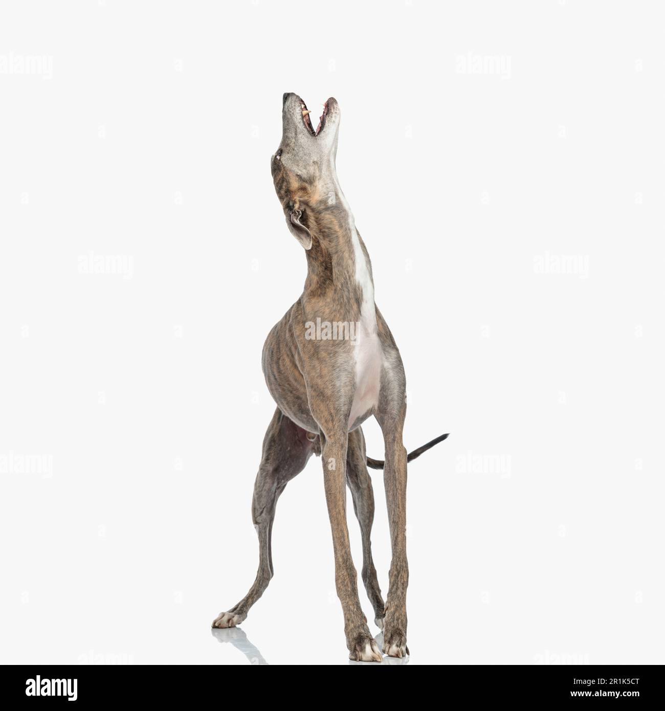 upset english hound dog with thin legs looking up and barking while ...