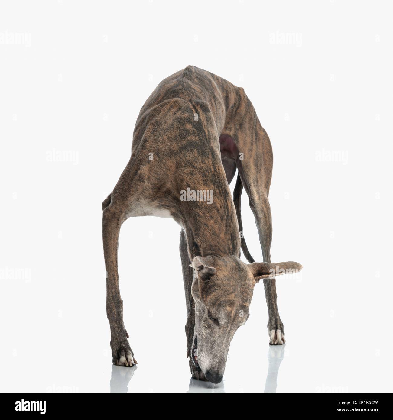 suspicious greyhound dog looking down, sniffing and searching while ...
