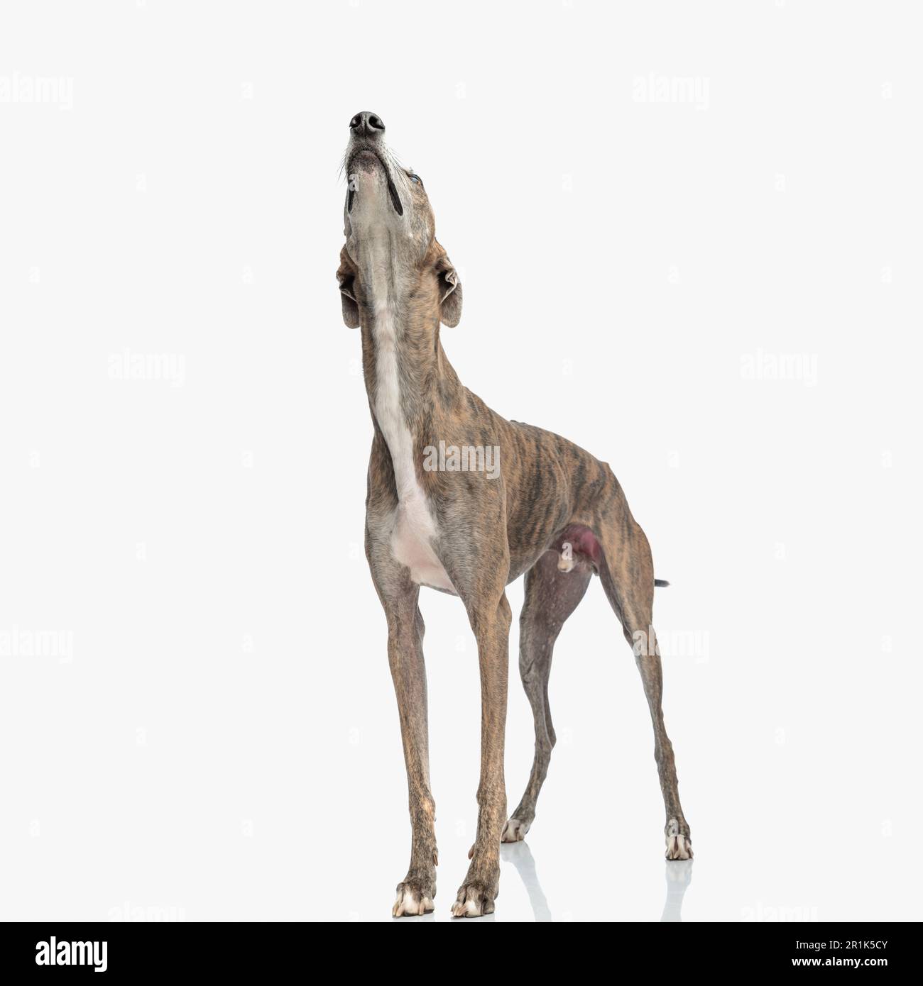 curious english greyhound dog with long skinny legs looking up and ...