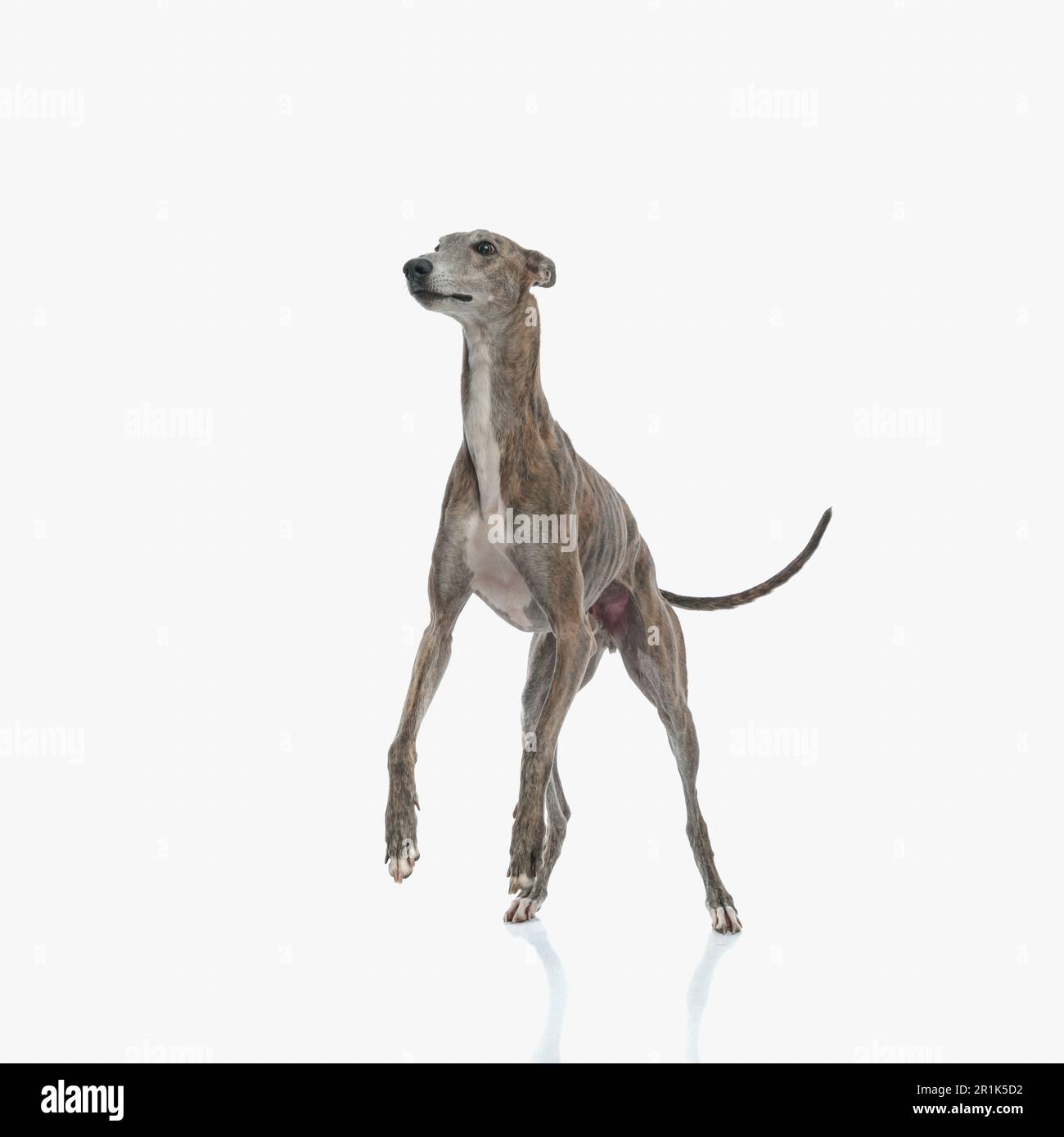 adorable greyhound dog looking away and standing on back legs, playing ...