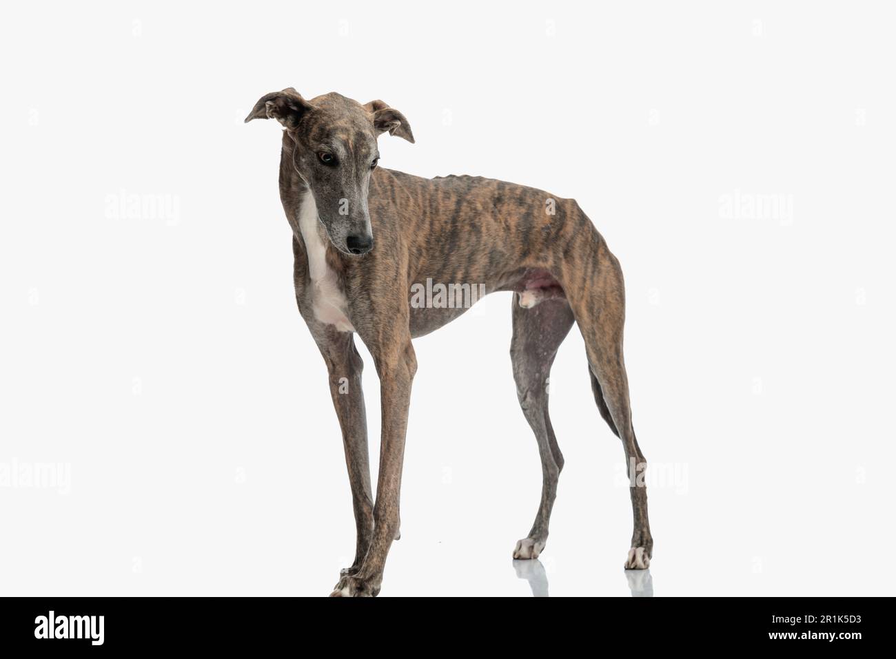 lovely thin english hound puppy with long legs looking down and ...