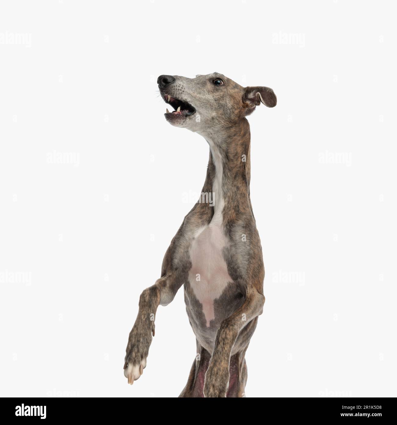 playful sweet english greyhound dog looking up, barking and playing ...