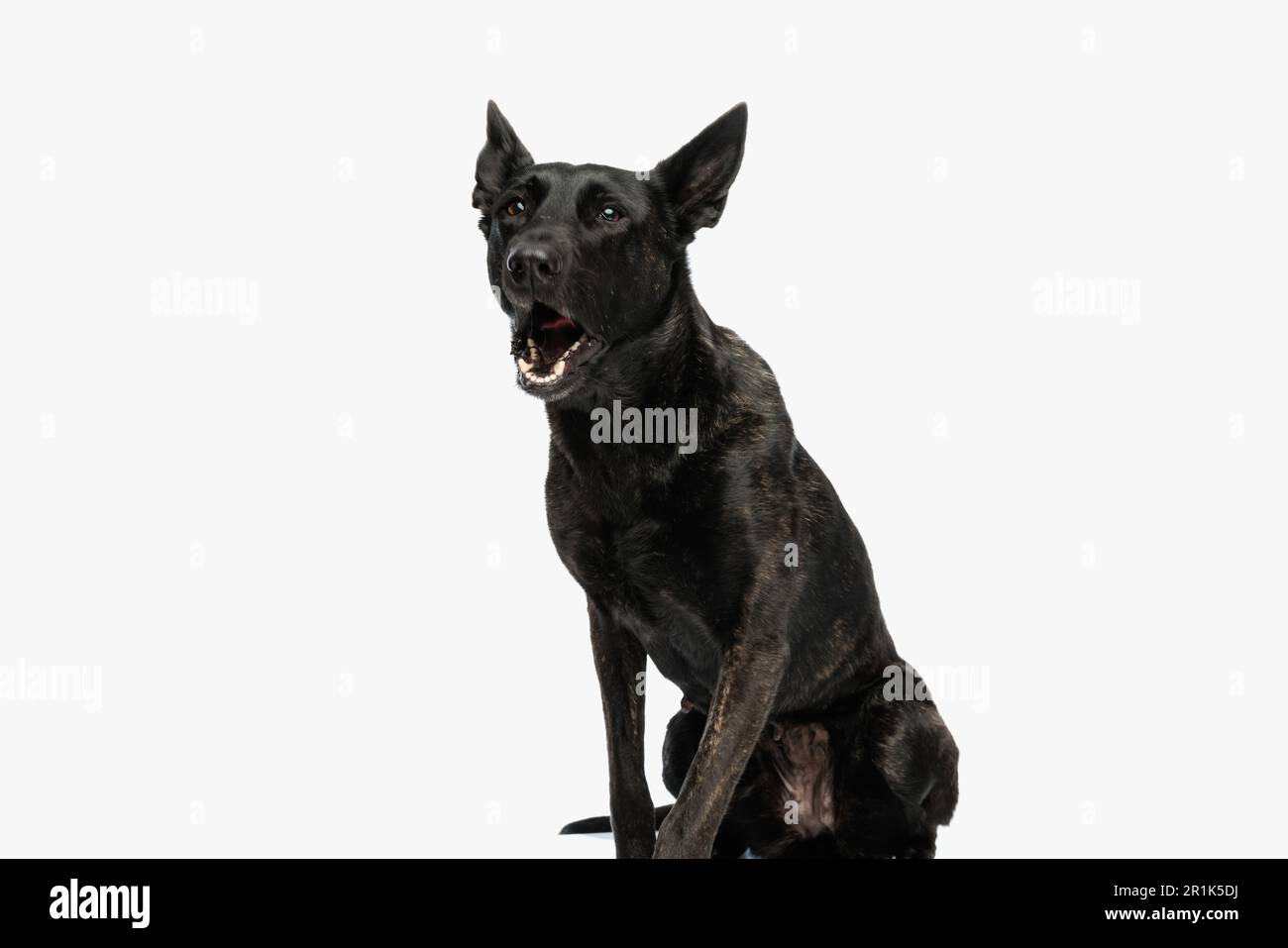 upset dutch shepherd dog sitting in front of white background, looking ...
