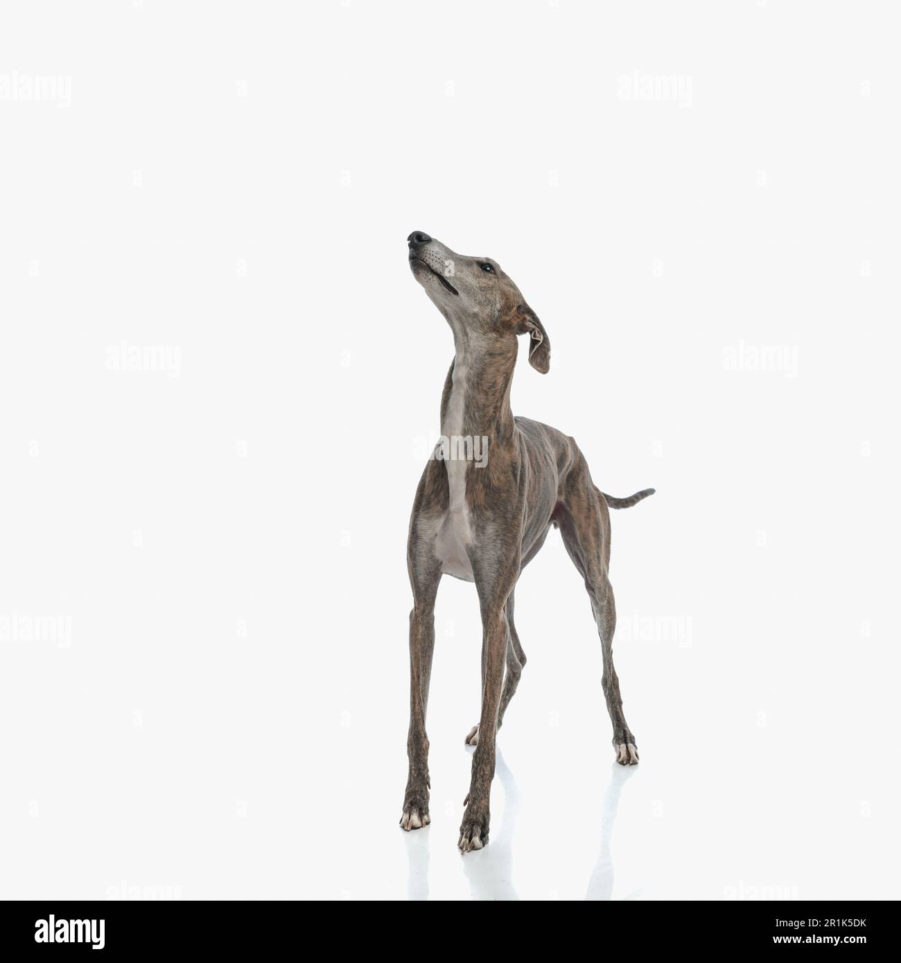 curious english greyhound dog looking up and being eager while standing ...