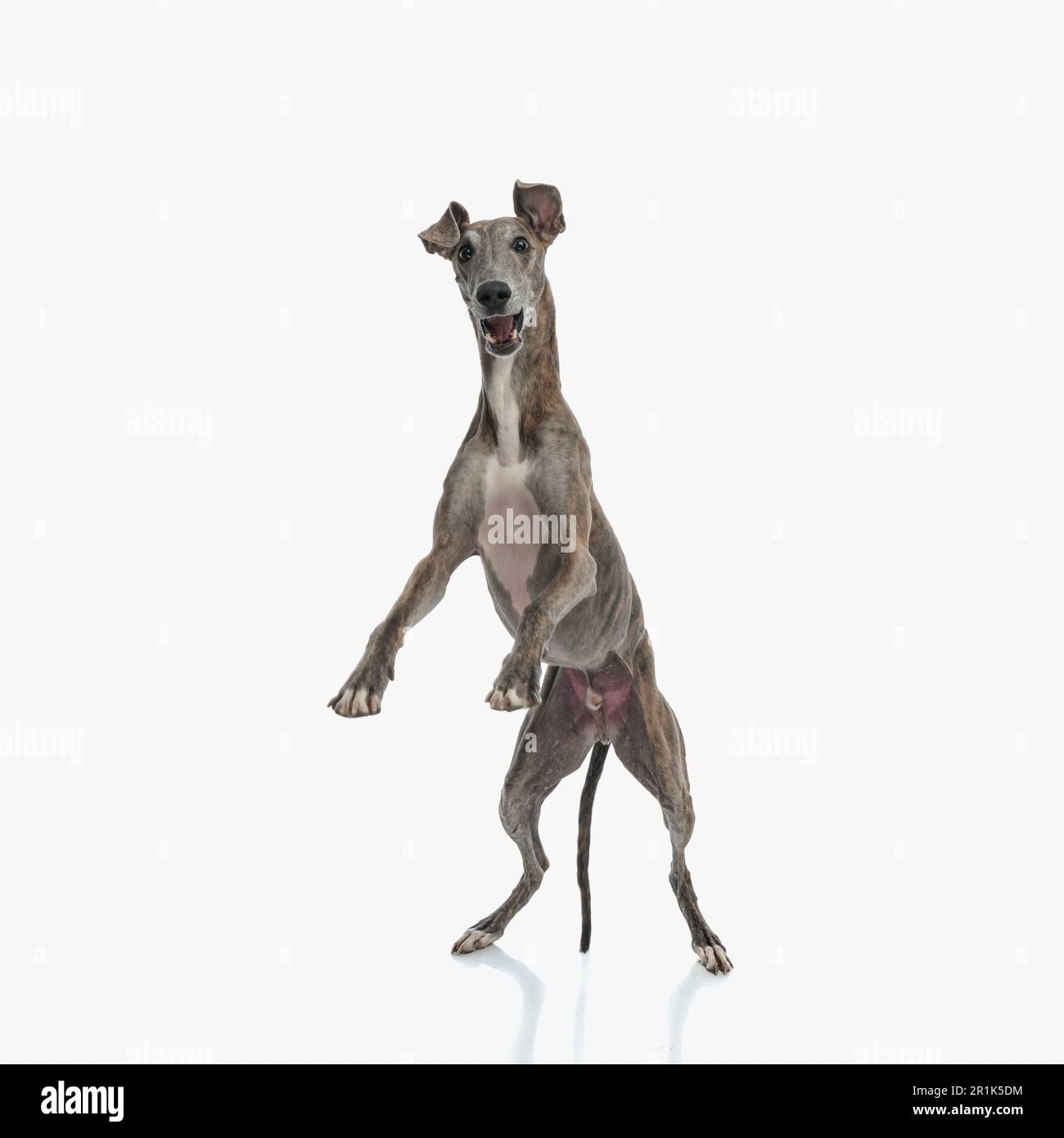 excited english hound with thin legs playing, opening mouth and ...