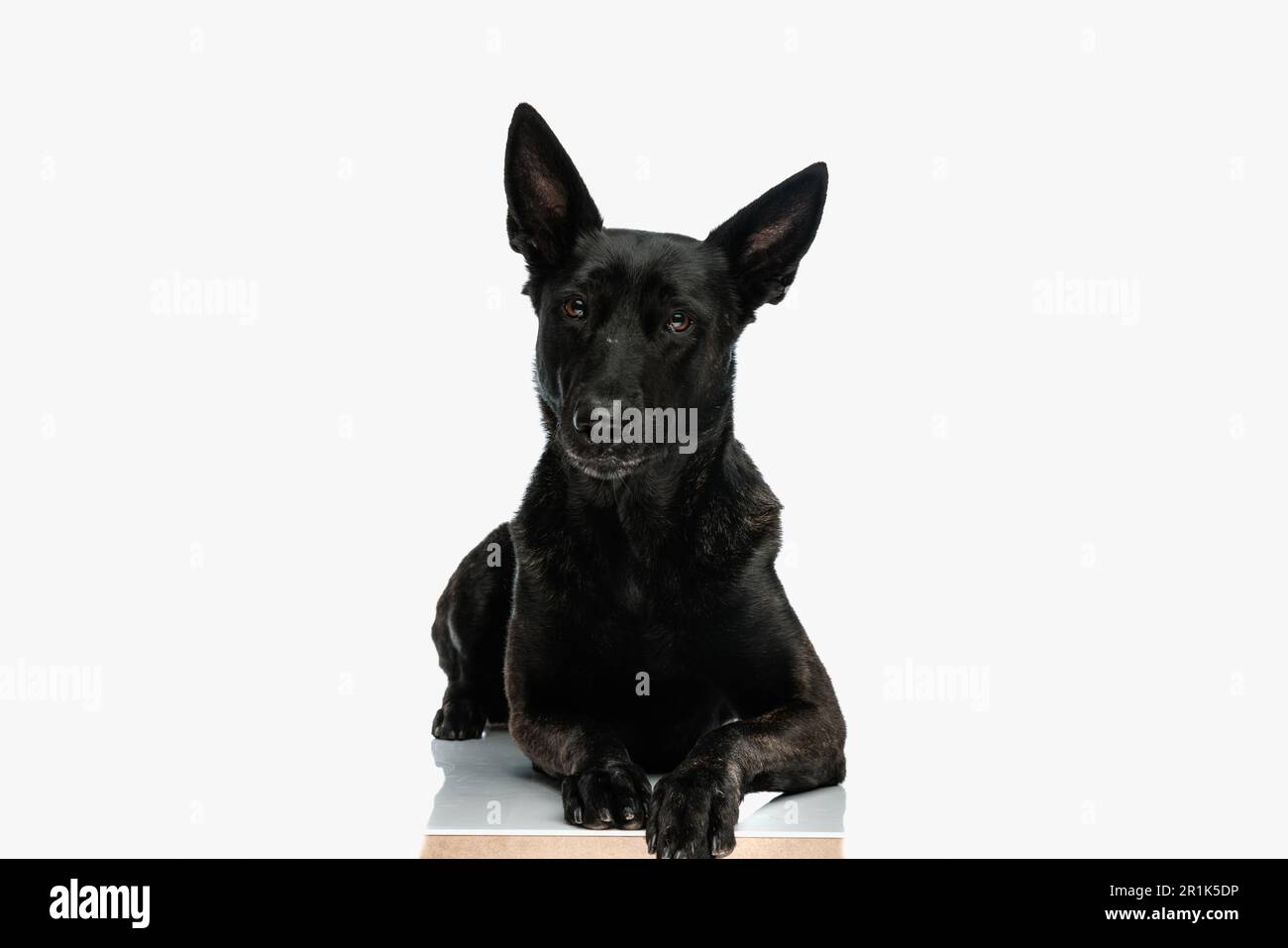 cute dutch shepherd dog looking forard while laying down and posing in ...