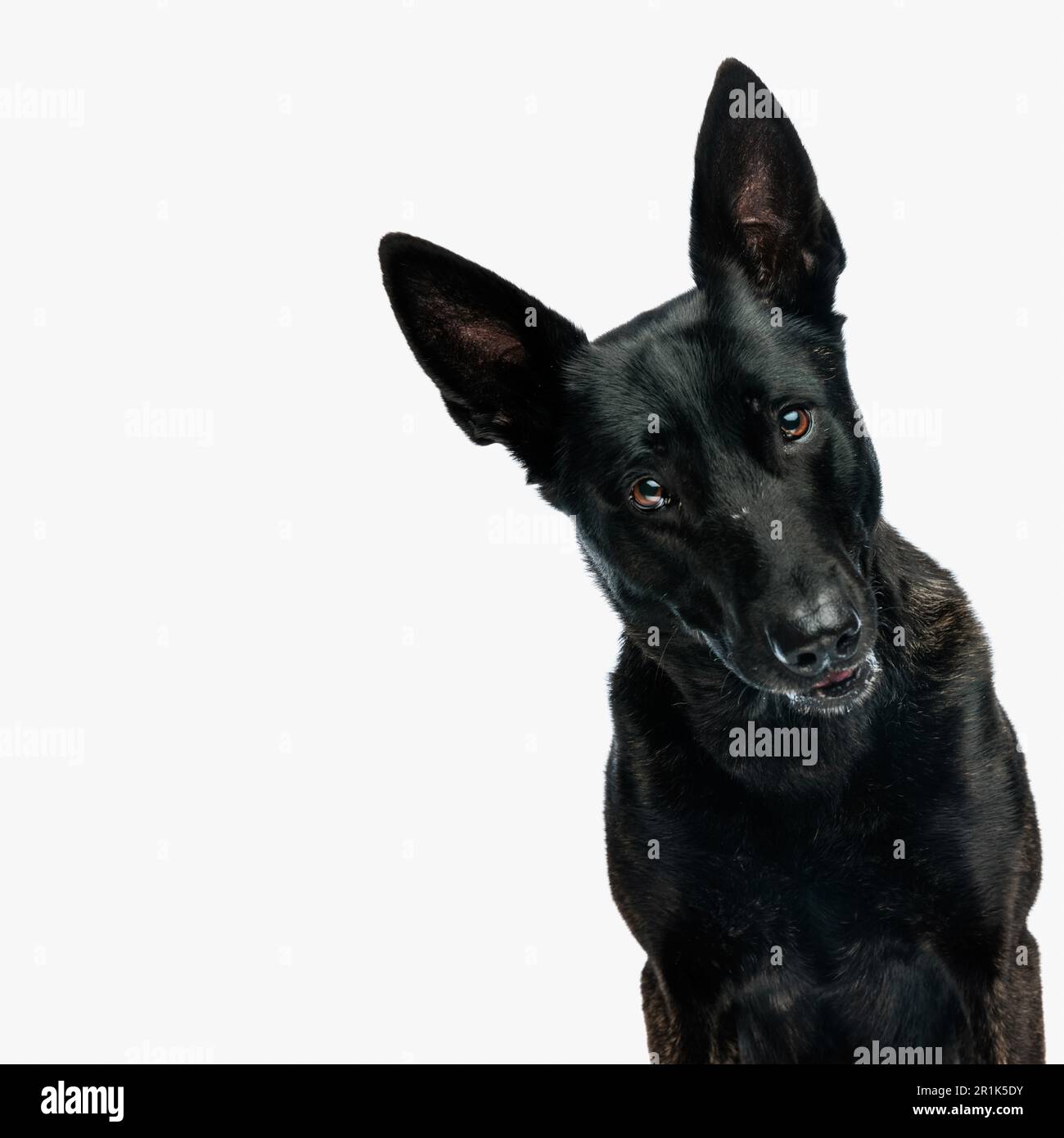 cutout picture of adorable dutch shepherd dog looking forward and being ...