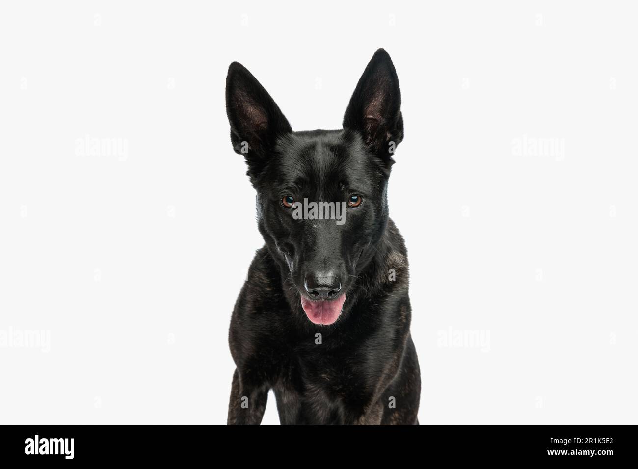 beautiful dutch shepherd dog sticking out tongue and panting while ...