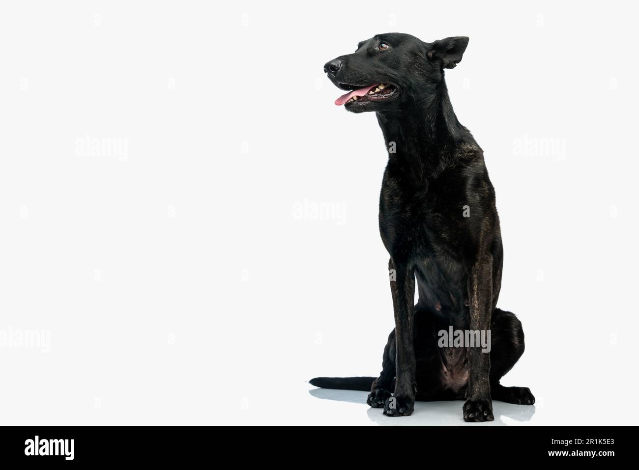 adorable dutch shepherd dog sticking out tongue, panting, looking to ...