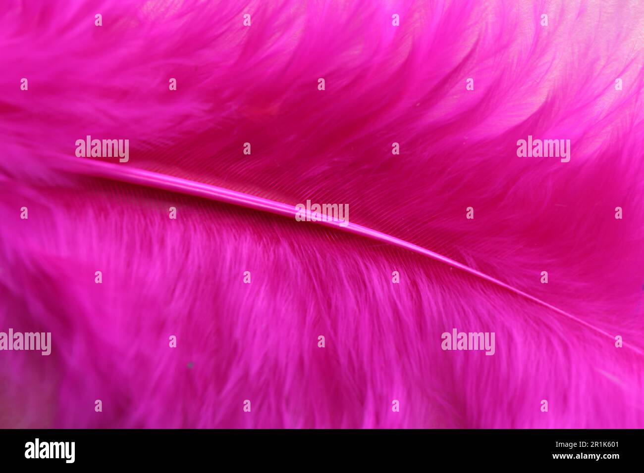 Pink fluffy bird real hi-res stock photography and images - Alamy
