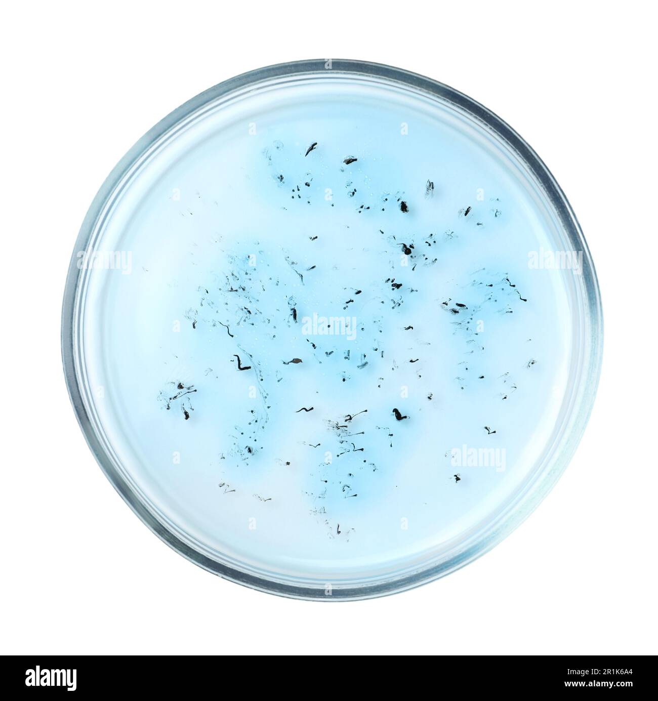 Petri Dish Bacteria From Teeth